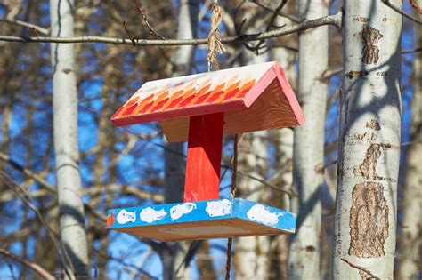 10 Diy Bird Feeder Ideas To Feed Your Feathered Friends Lovetoknow