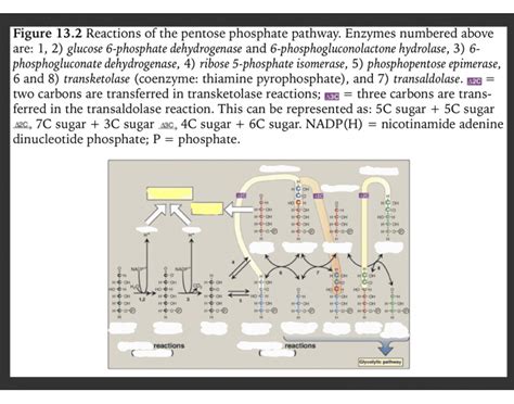 Hexose Monophosphate Pathway Quiz