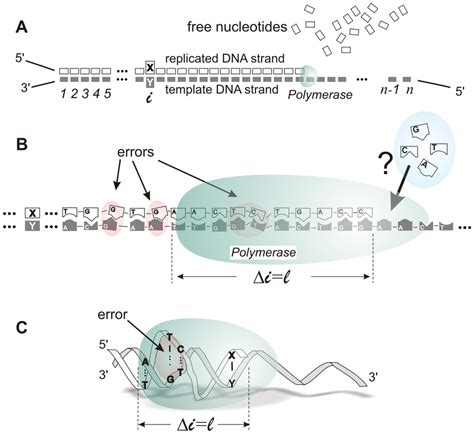 Dna Replication Diagram Model Dna Replication Diagram Cell F