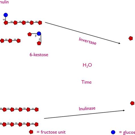 The Degradation Of Inulin‐type Fructans And Scfos Via Invertase And Download Scientific Diagram