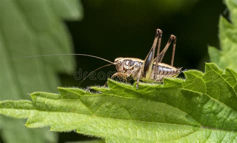Grilo De Aranha Imagem De Stock Imagem De Folha Europeu 284215537
