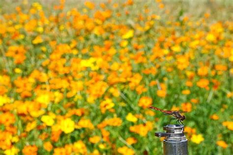 [포토] 코스모스와 잠자리