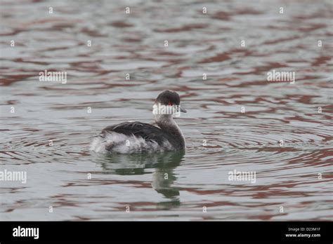 Black Necked Grebe Podiceps Nigricollis Also Known As Eared Grebe In