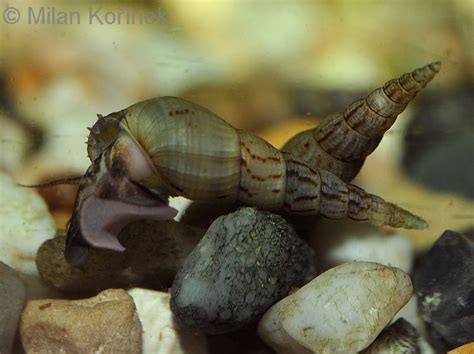 Pin By Snail Mail Catalog On Malaysian Trumpet Snails Aquarium Snails