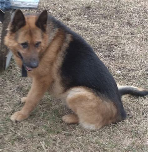 Рязанская Рязань Пропала собака Потерялась немецкая овчарка в районе д Секиотово кличка 2025