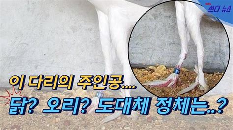 합성 논란 돌연변이 새 등장 Youtube