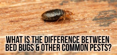 What Is The Difference Between Bed Bugs Other Common Pests AZEX Pest Solutions