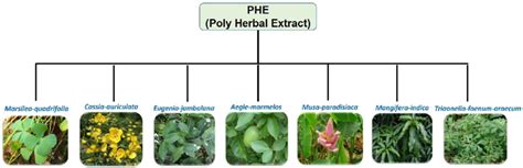 Preparation Of Phe Polyherbal Extract From Selected Medicinal Herbs Download Scientific Diagram