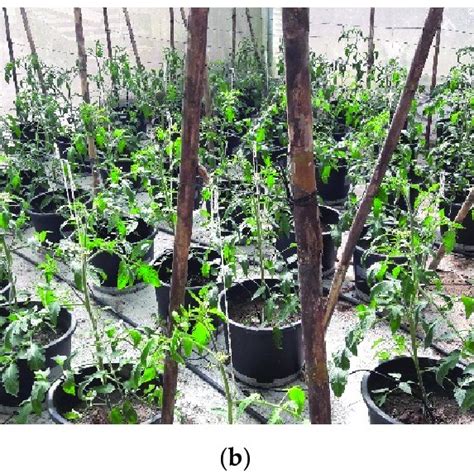 5 Functional Groups Commonly Found On Biochar Surfaces Download