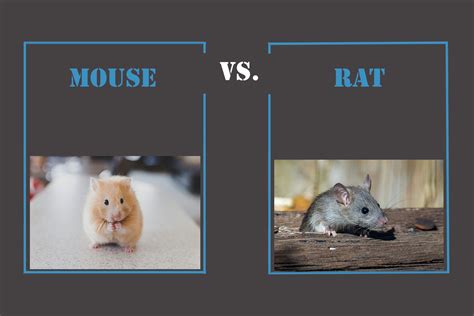 Mouse Vs Rat My Decorative