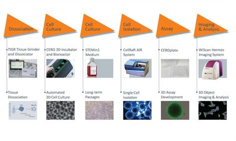 3dcellculture Workflow Fluorescence Microscopy Jason O