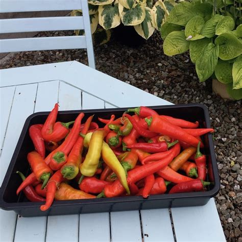 Foragers Foods Fresh Ohnivec Chilli