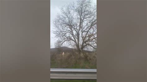 Легендите разказват че има самодиви в горите Youtube