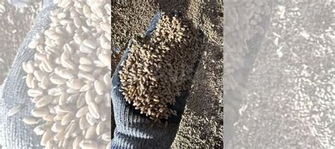 Продам зерно пшеницу ячмень купить в Шигонах Животные и зоотовары Авито