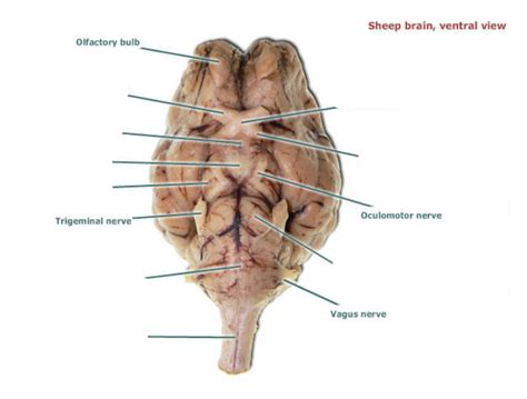 Sheep Brain Diagram Quizlet