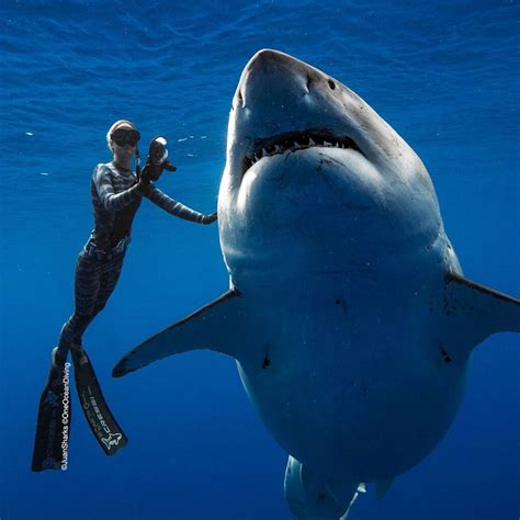 Real Giant Shark Shark Eyes Reveal Biggest Blue Co2 Trap