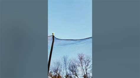 Boin Boin Boin Youtube