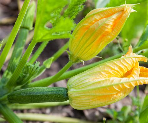 What Is Zucchini Flowers At Rosemary Berrios Blog