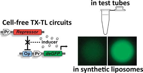 Circuts For Cell