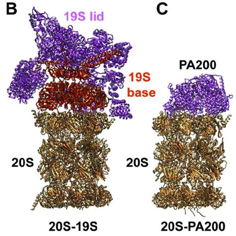 Ribbon Diagram Illustrating The Four Major Types Of Proteasomal