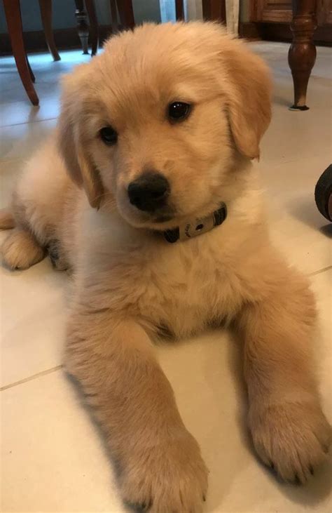 Golden Retriever Mfc Share 🌴