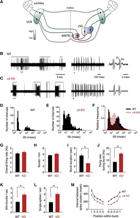 Temporal Patterns Of Spontaneous Prehearing Activity Differ Between