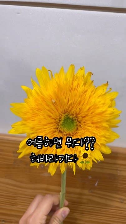 Vlog Florist 꽃집 꽃집vlog 해바라기 테디베어꽃다발 Youtube