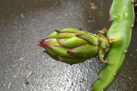 阳台上种火龙果全过程，你见过吗？