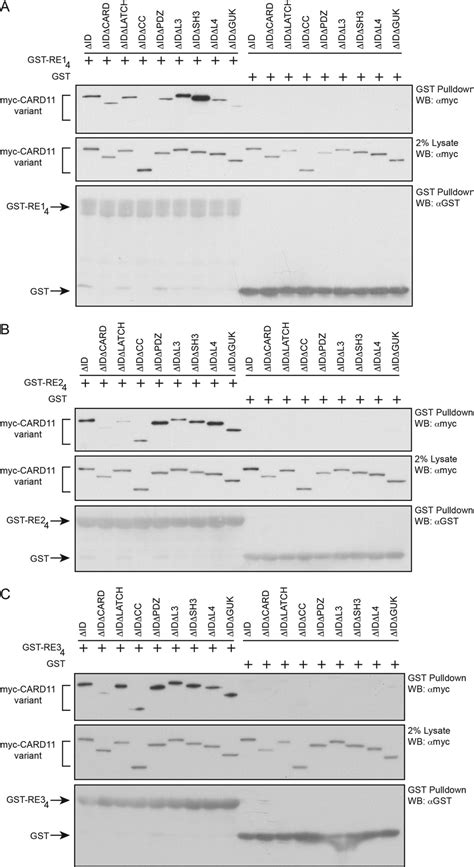 Domain Requirements For Intramolecular Binding By Re1 Re2 And Re3