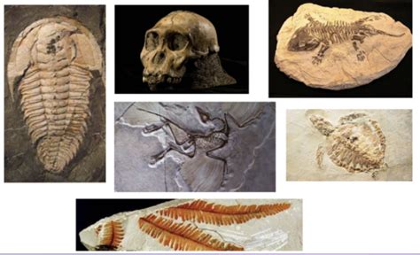 L10 Paleobiology And Macroevolution Flashcards Quizlet