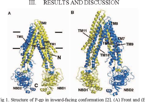 Figure 1 From Analysis Of P Glycoprotein Structure And Binding Sites Semantic Scholar