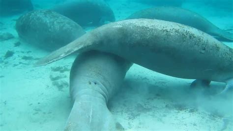 Manatees Mating