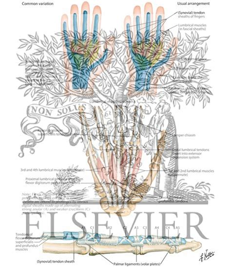 Lumbrical Muscles And Bursae Spaces And Sheaths Schema