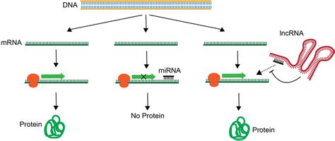 Principle Of The Mirna Sponging Mirna Will Direct Translational