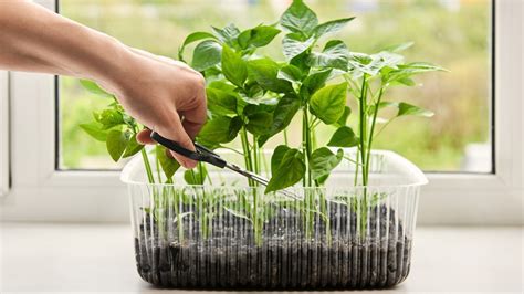 How To Prune Pepper Plants To Increase Your Harvest