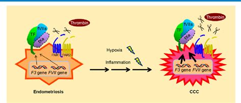 Figure 1 From Tissue Factorfactor Vii Complex As A Key Regulator Of