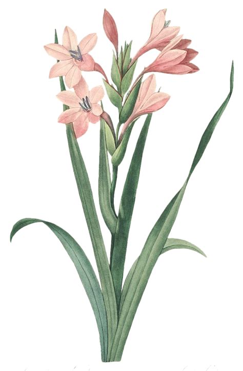 手绘花 玫瑰 粉色 花卉 花 白底 素材 手绘花插画 PNG 免抠 透明素材