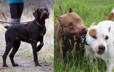 БГ ЛОВ Ловец стреля по питбули нападнали ловните му кучета