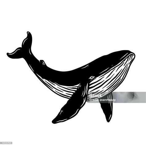 고래의 그림입니다 포스터 카드 배너 엠블럼 기호에 대한 디자인 요소 벡터 그림 거인에 대한 스톡 벡터 아트 및 기타 이미지 거인 고래 고래 새끼 Istock