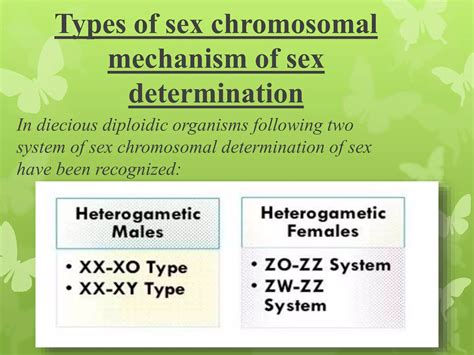 Sex Determination Chromosomal Theory Of Sex Determination Pptx