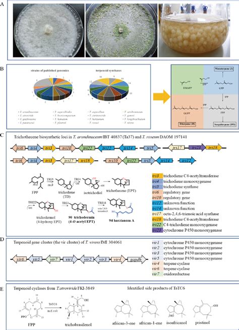 Genomics Biosynthetic Pathways And Gene Clusters Of Trichoderma Download Scientific Diagram
