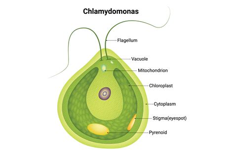 Chlamydomonas Science Vector Design Graphic By Hamjaiu · Creative Fabrica