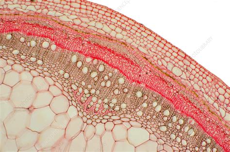 Raspberry Stem Stock Image C0031816 Science Photo Library