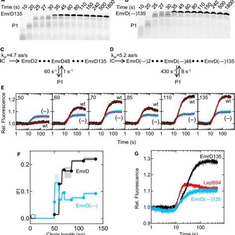 Monitoring Co Translational Membrane Protein Insertion In Real Time By