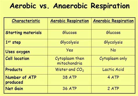 Difference Between Aerobic And Anaerobic Respiration Related How To Do Last Minute Revision 8