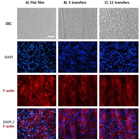 Diffraction Interference Contrast Images First Column And Download Scientific Diagram