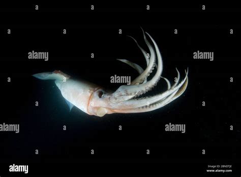 Humboldt Squid Dosidicus Gigas At Night Off Loreto Sea Of Cortez