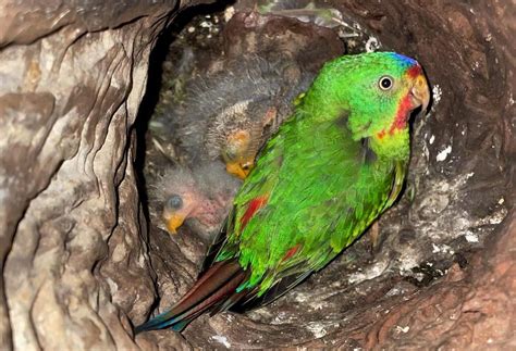 Swift Parrot Hunter Valley Wildlife Park