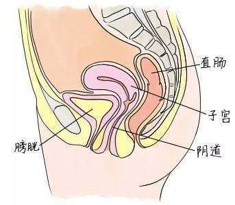 女性阴道详细说明书，只此一份！请好好收藏！阴道