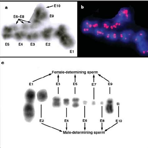 Alternate Segregation Of The Chain The Column On The Left Indicates Download Scientific